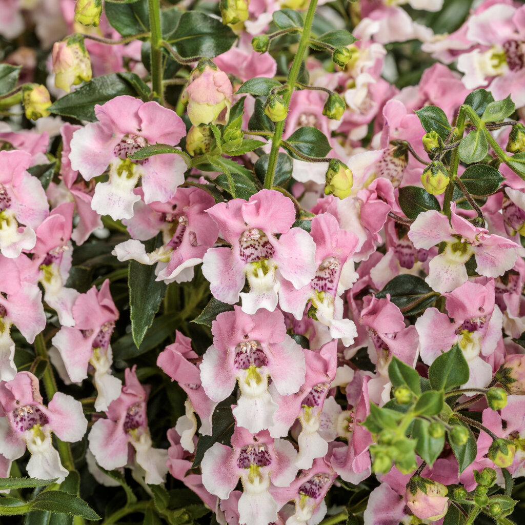 Angelonia Angelface® Wedgwood Pink | Johnson Nursery