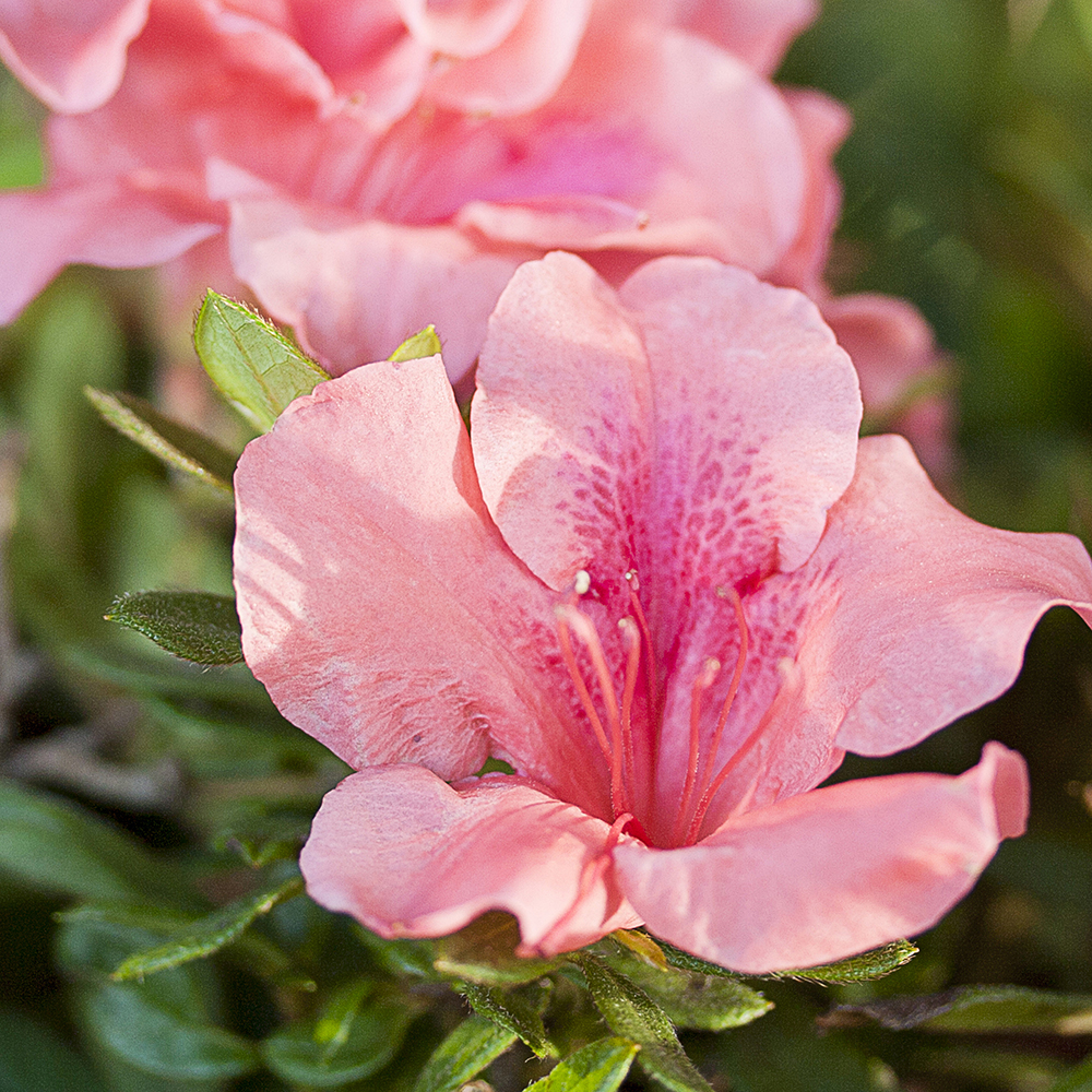 Azalea Autumn Coral® | Johnson Nursery