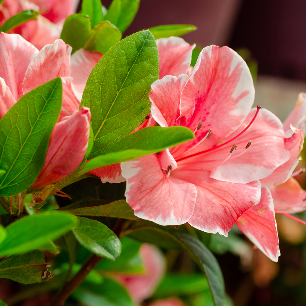 Azalea Autumn Sunburst™ | Johnson Nursery