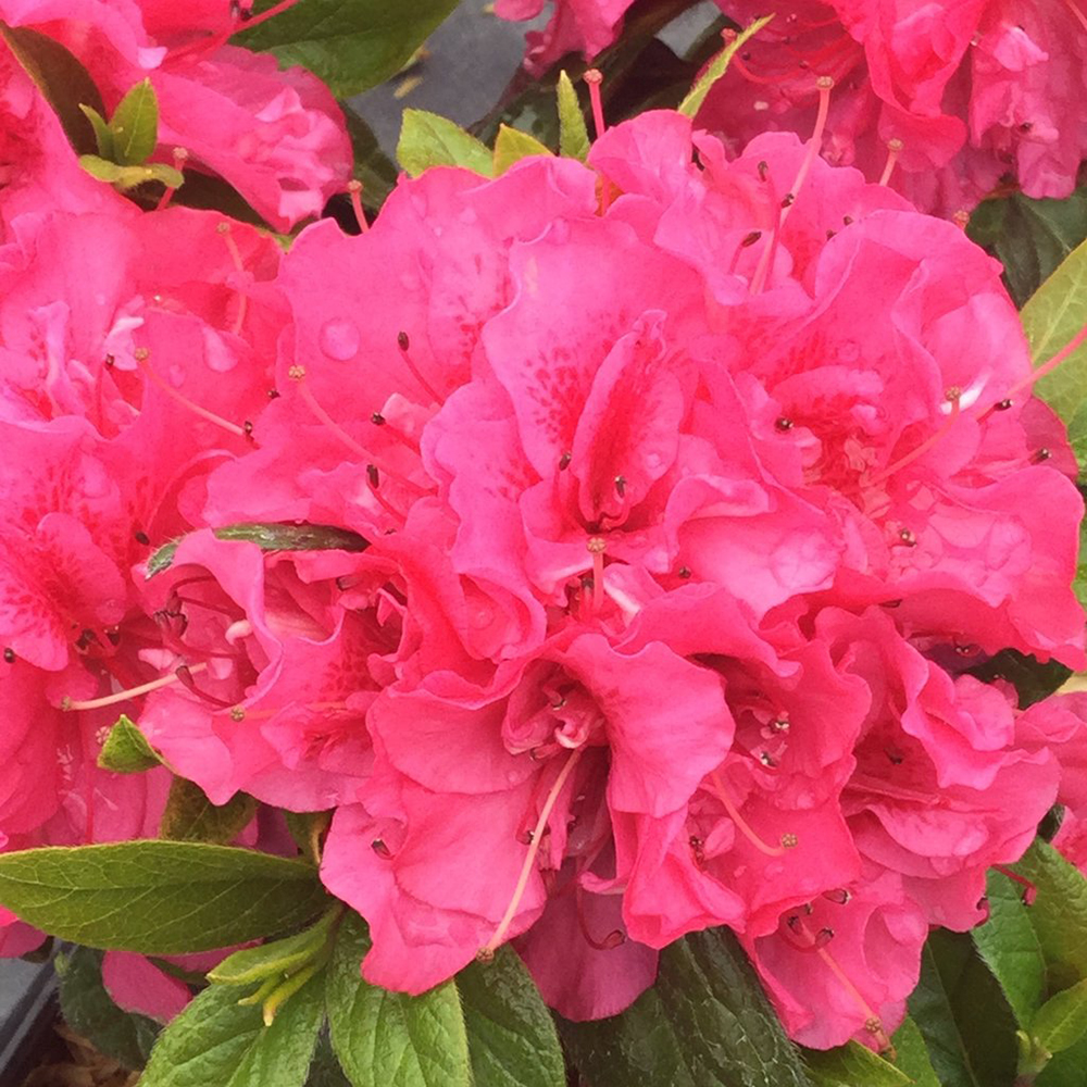 Azalea Perfecto Mundo® Double Dark Pink | Johnson Nursery