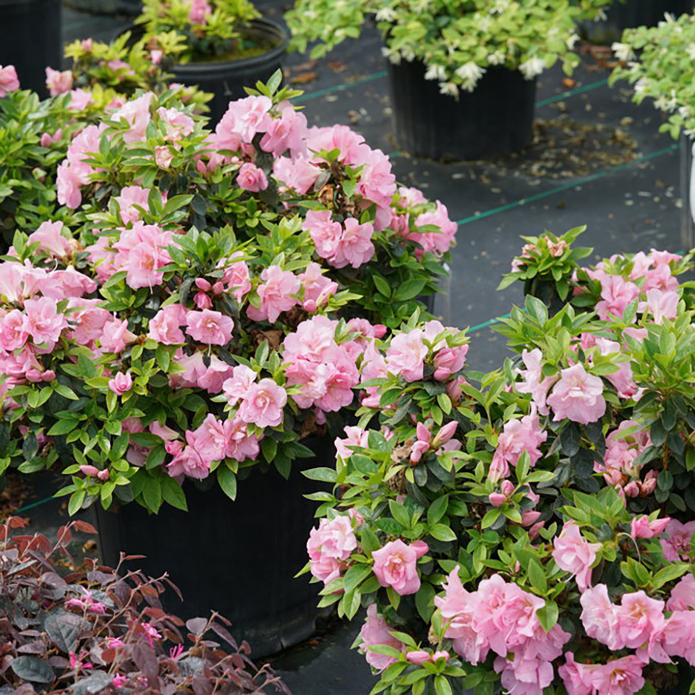 Azalea Perfecto Mundo® Double Pink | Johnson Nursery