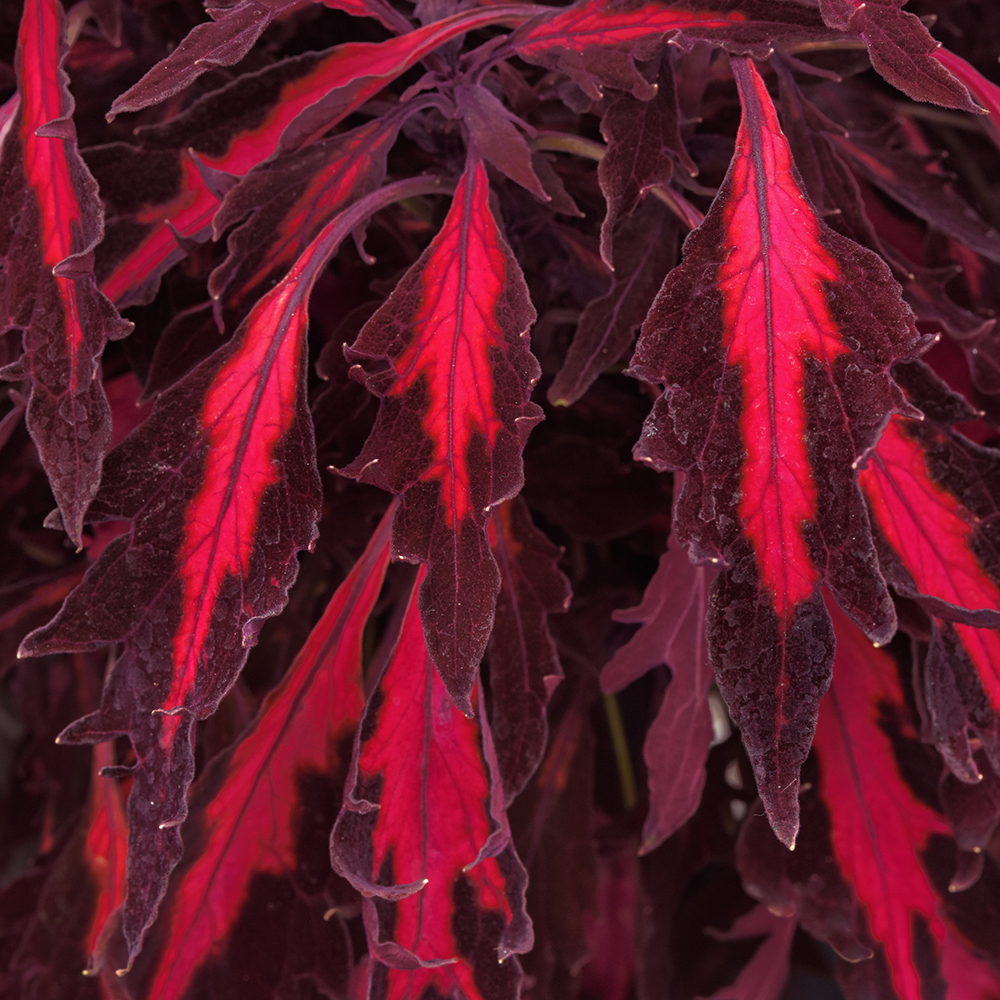 Coleus FlameThrower™ Adobo Pink | Johnson Nursery