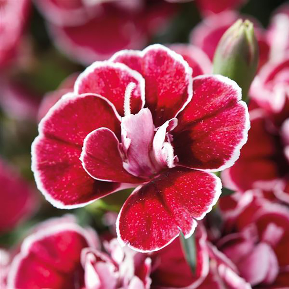 Dianthus Capitán™ Red White Edge | Johnson Nursery