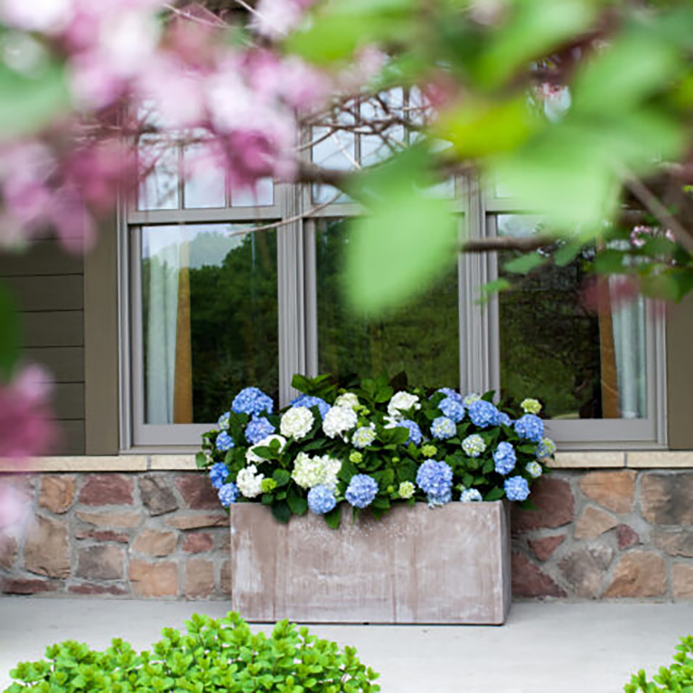 Hydrangea Endless Summer® 'Bailmer' | Johnson Nursery