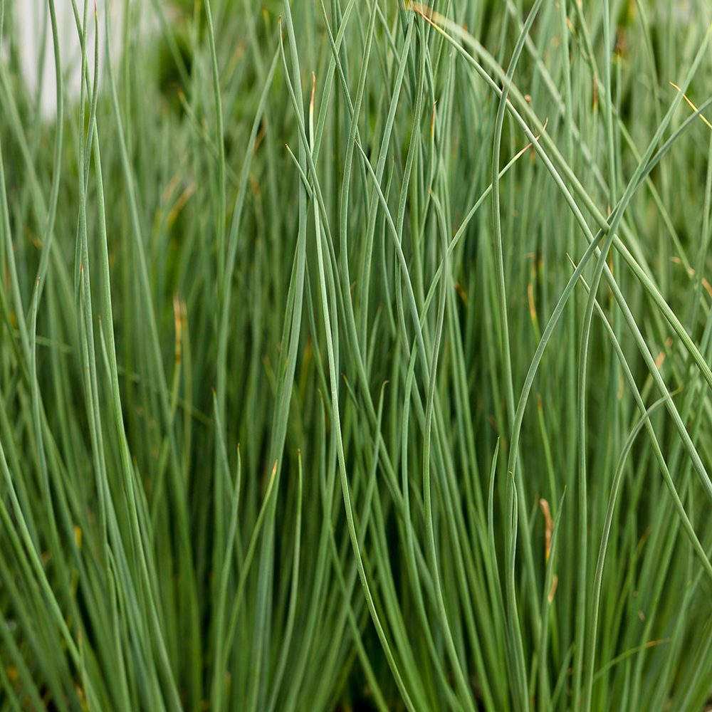 Juncus inf. Blue Mohawk® | Johnson Nursery