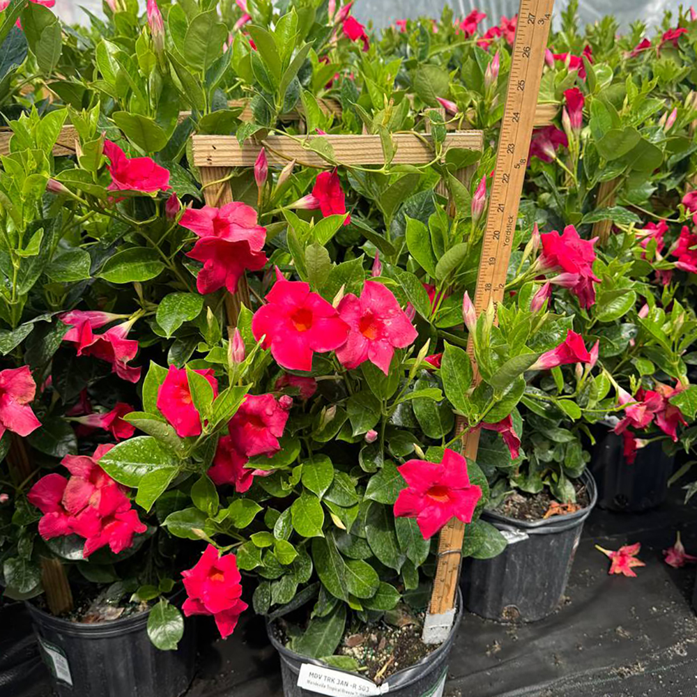 Mandevilla Tropical Breeze™ 'Raspberry Kiss' | Johnson Nursery