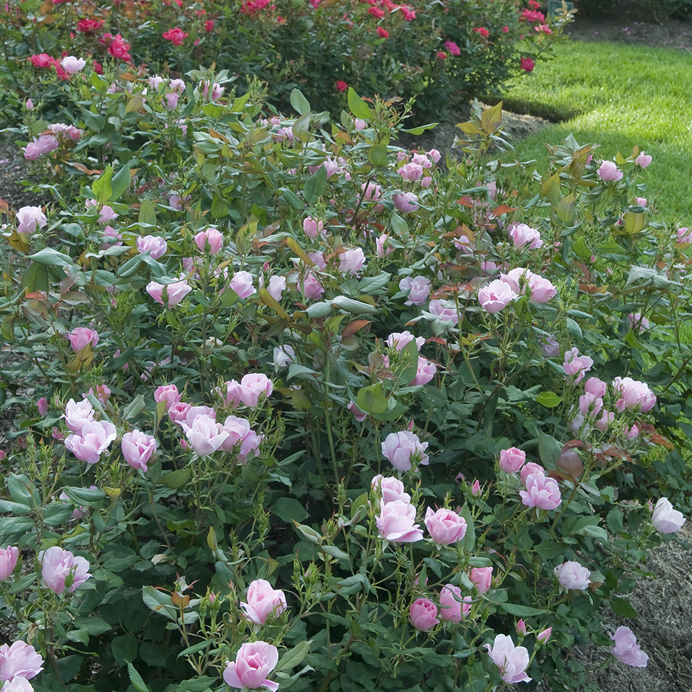 Rosa Blushing Knock Out® | Johnson Nursery