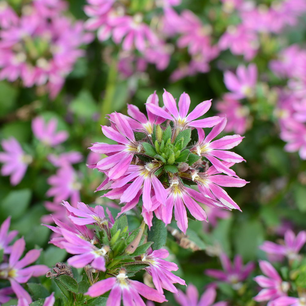 Scaevola Surdiva® Fashion Pink | Johnson Nursery